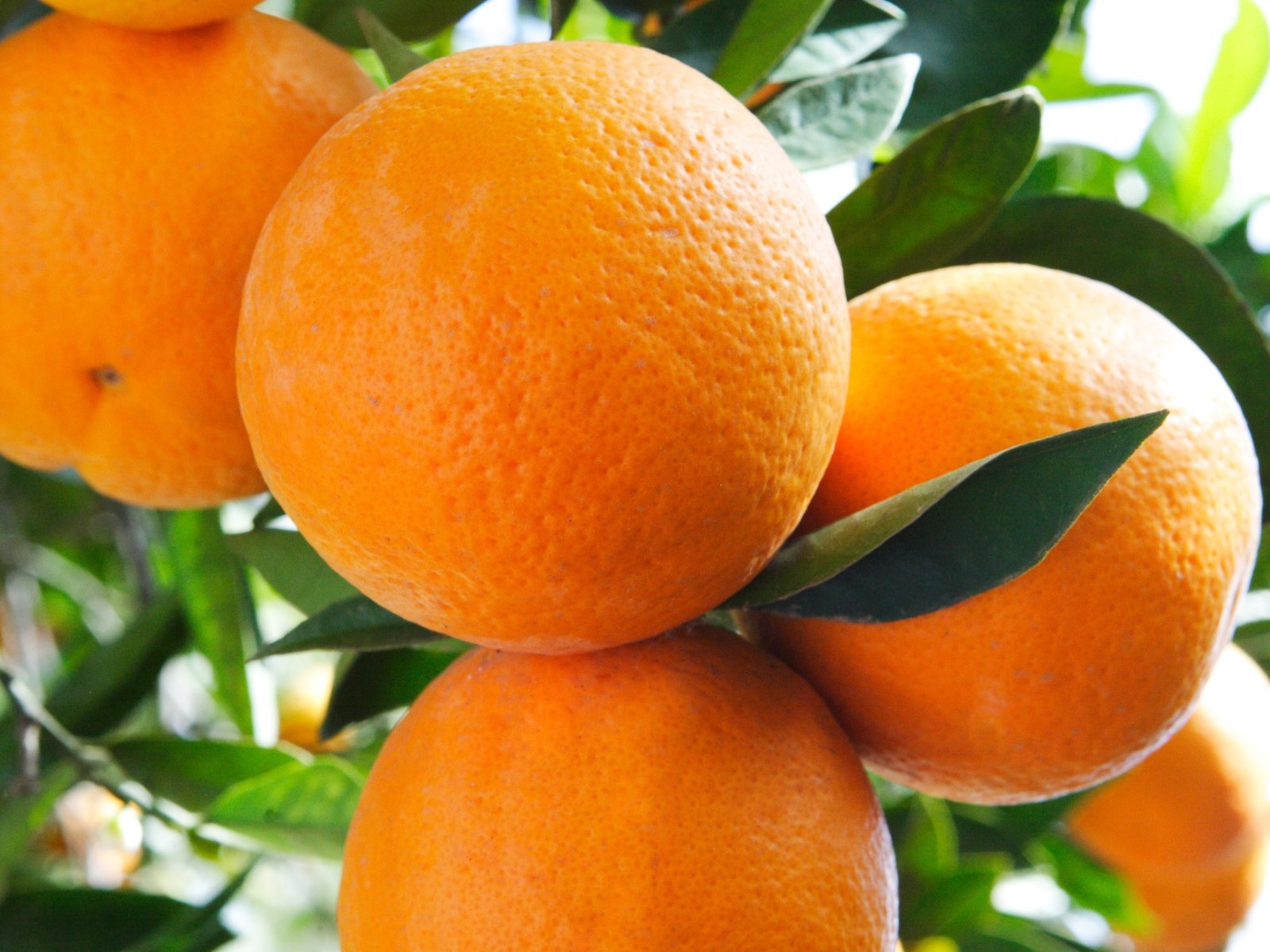 About | Refresco